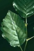 Árbol aliso: Usos del aliso, Beneficios y propiedades del aliso
