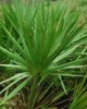 Propiedades medicinales de la planta palmito enano, Beneficios del ...
